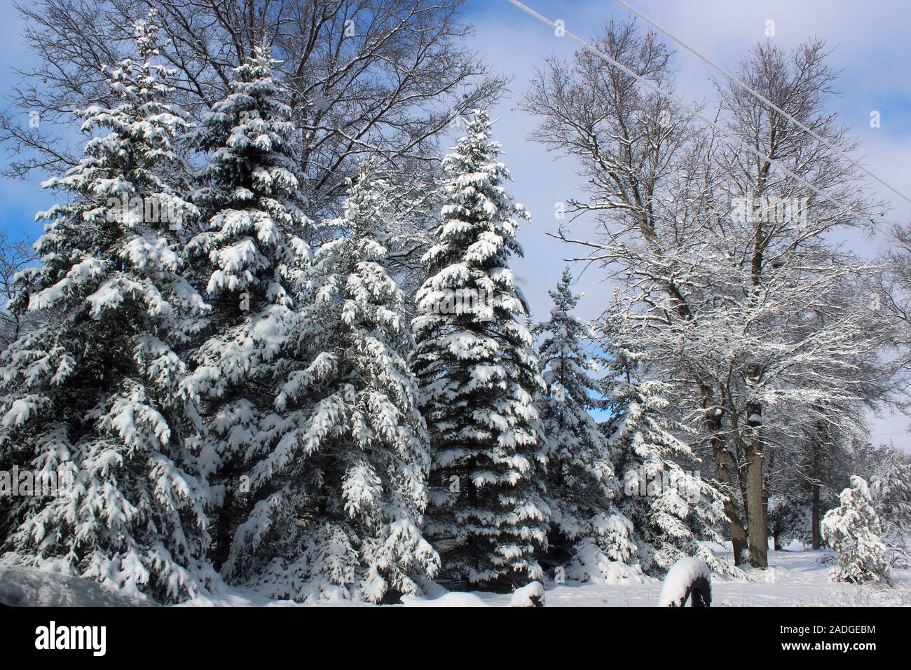 Snow Covered Trees After An Early Winter Storm Stock Photo - Alamy