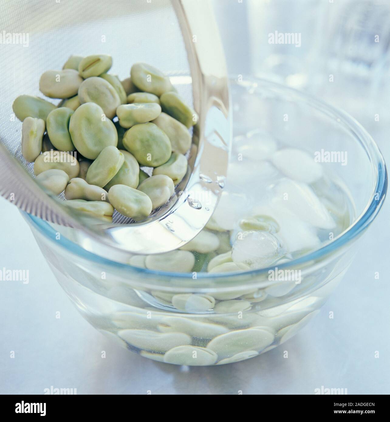 Broad beans being plunged into an ice water bath. This process, called ...