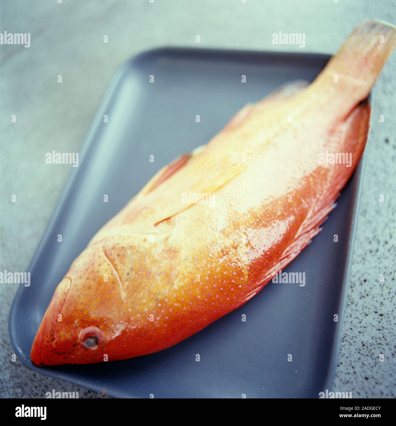 Red snapper fish on a roasting tray Stock Photo - Alamy