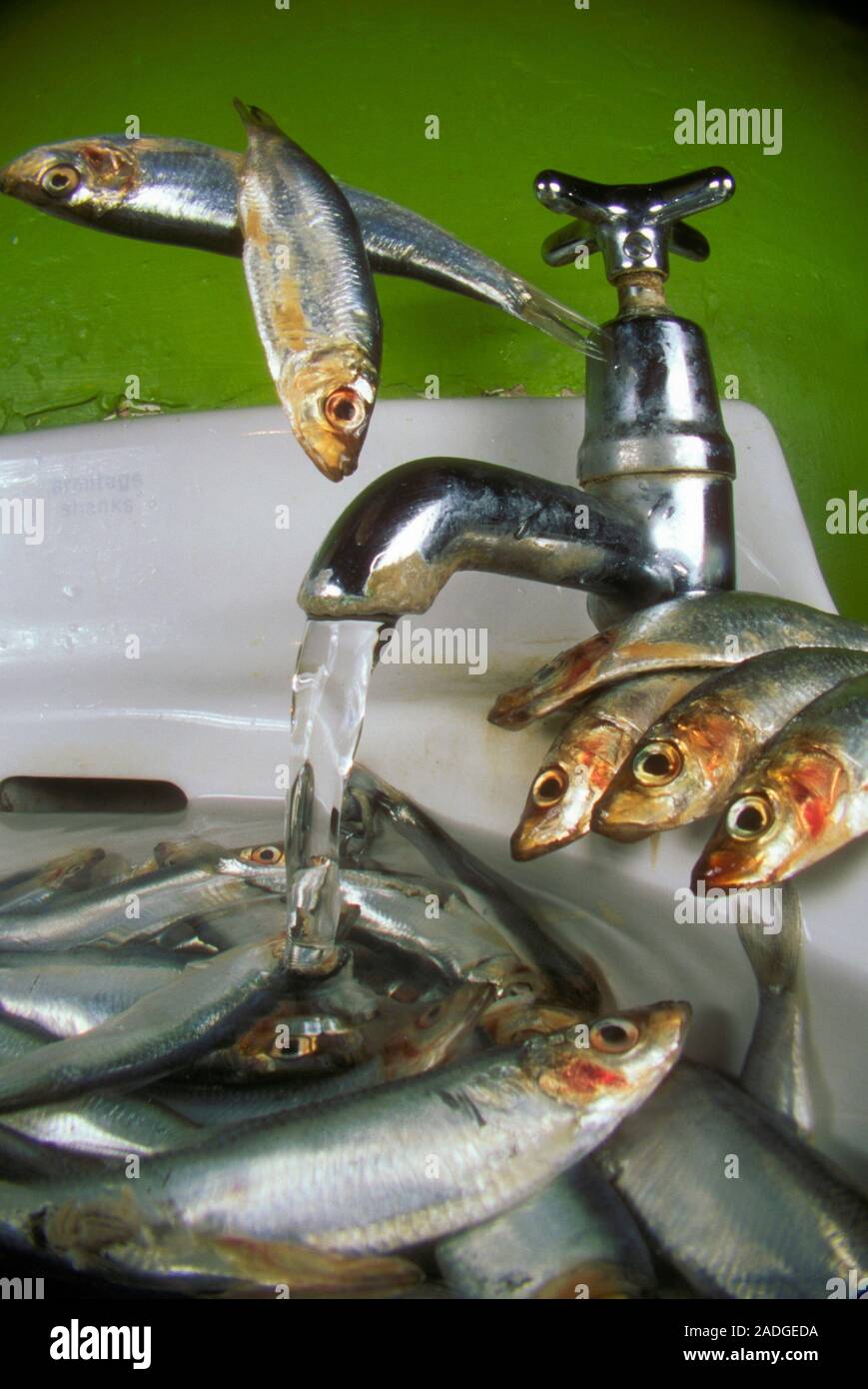 Flying sprats. Conceptual image of sprats (Sprattus sprattus) leaping ...