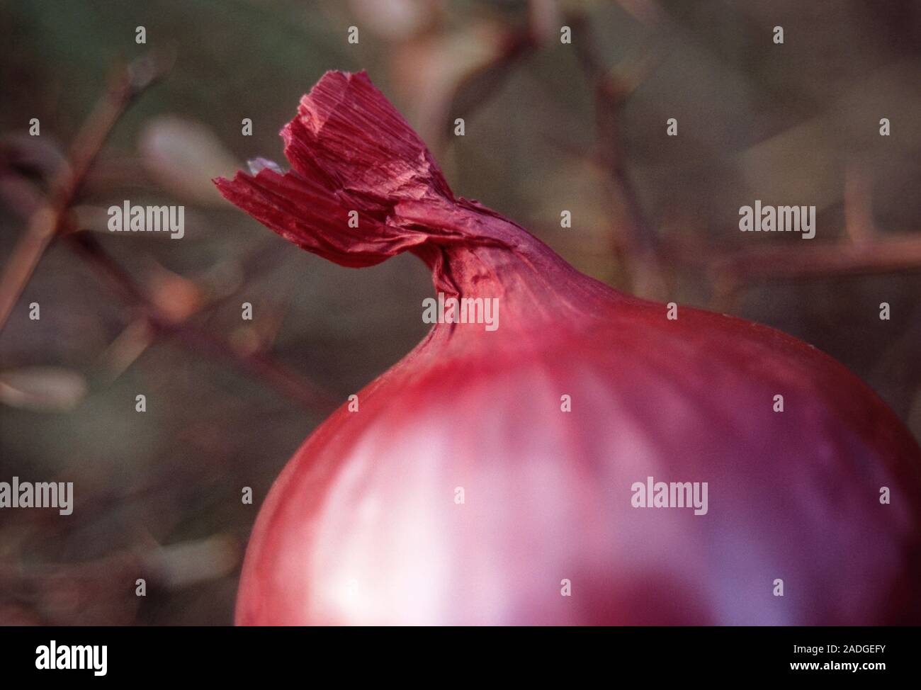 Red onion. Top of a red onion (Allium cepa). The onion is a vegetable ...