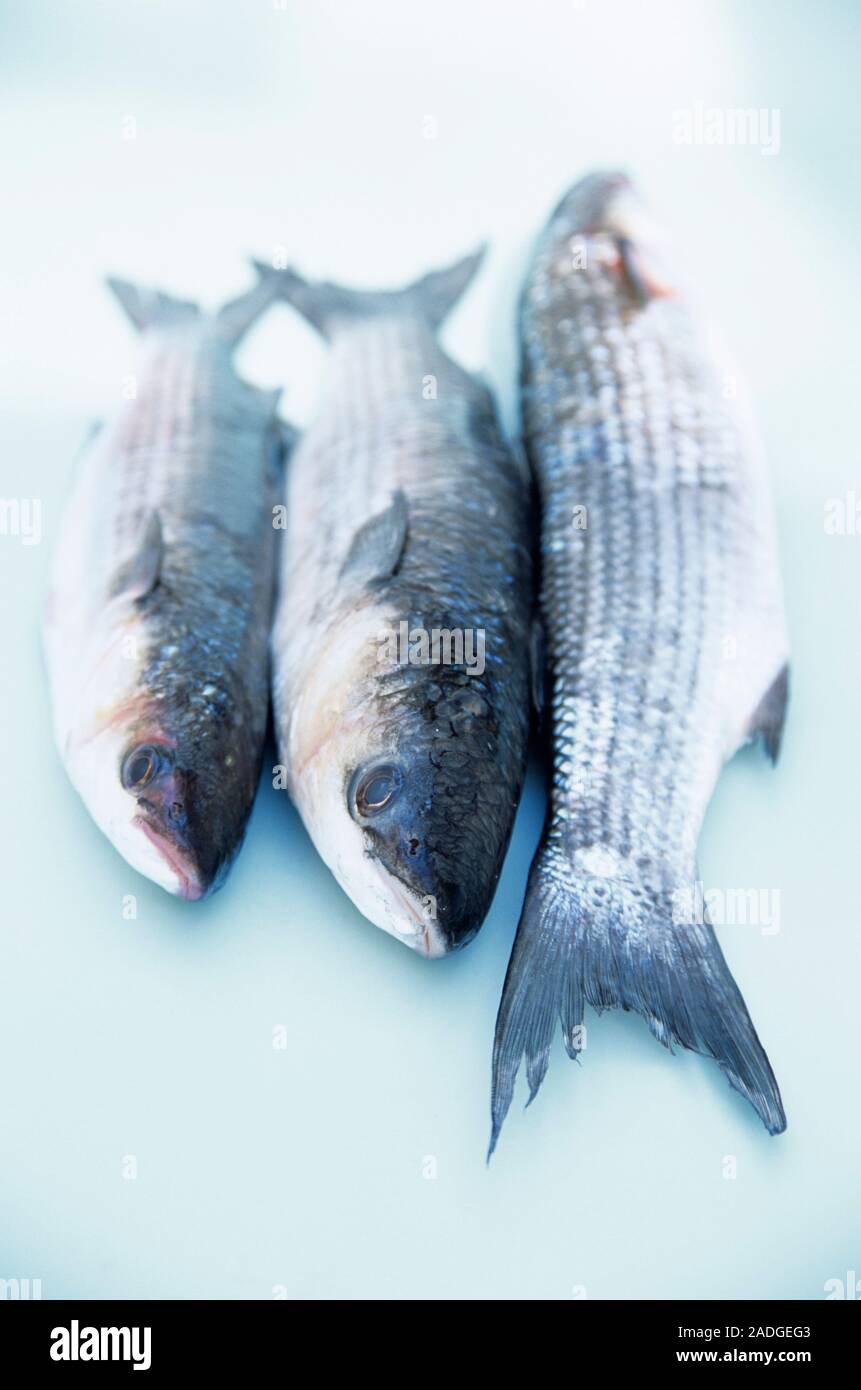 Grey mullet (Chelon labrosus) live in coastal waters and estuaries ...