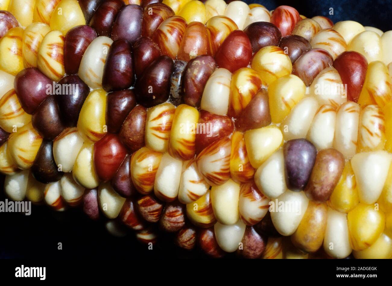 Indian corn cob. Indian corn (Zea mays) was the type of maize ...