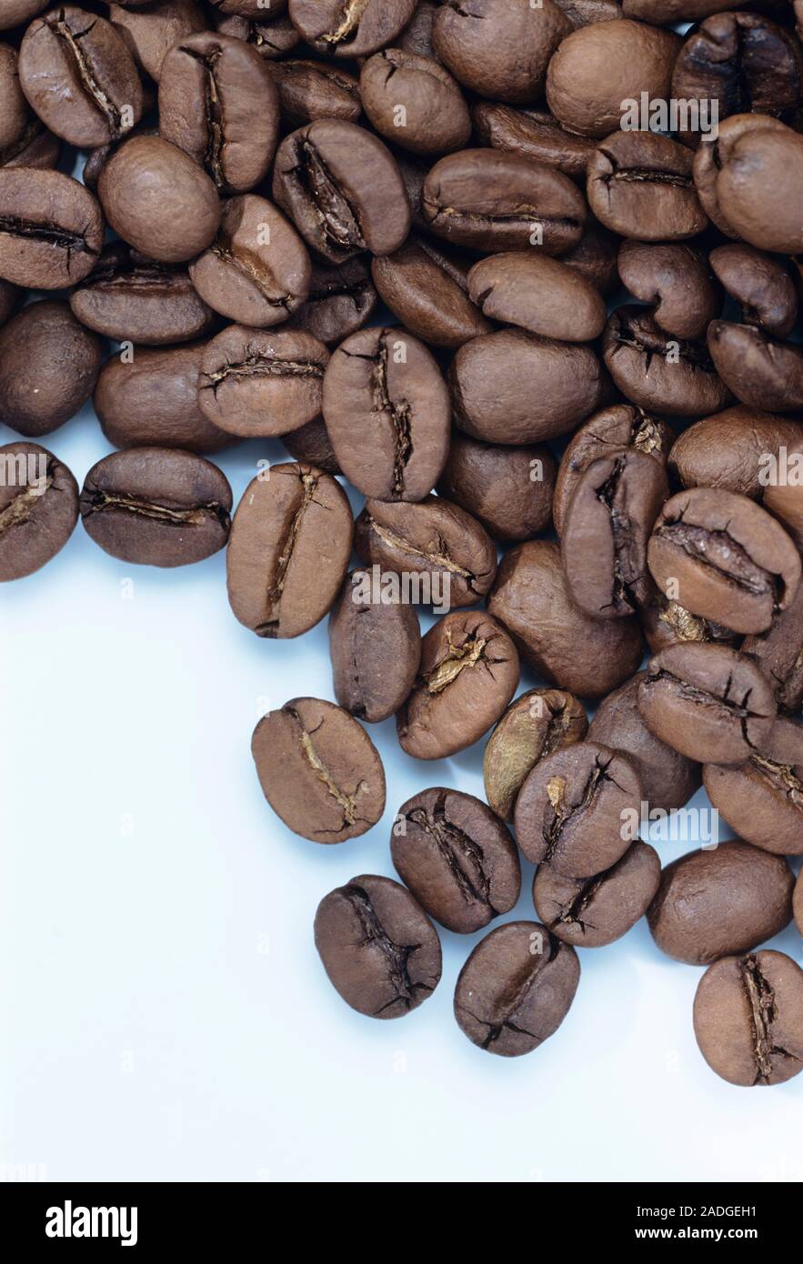 Coffee beans. These roasted seeds of the coffee plant (Coffea sp ...
