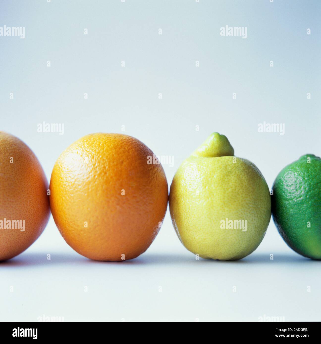 Citrus fruits (Citrus sp.). From left to right the fruits are: lime ...