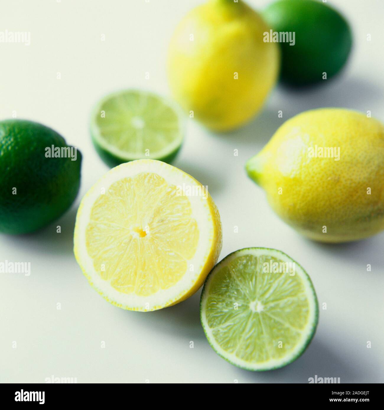 Lemons (Citrus limon) and limes (Citrus aurantifolia). These citrus ...