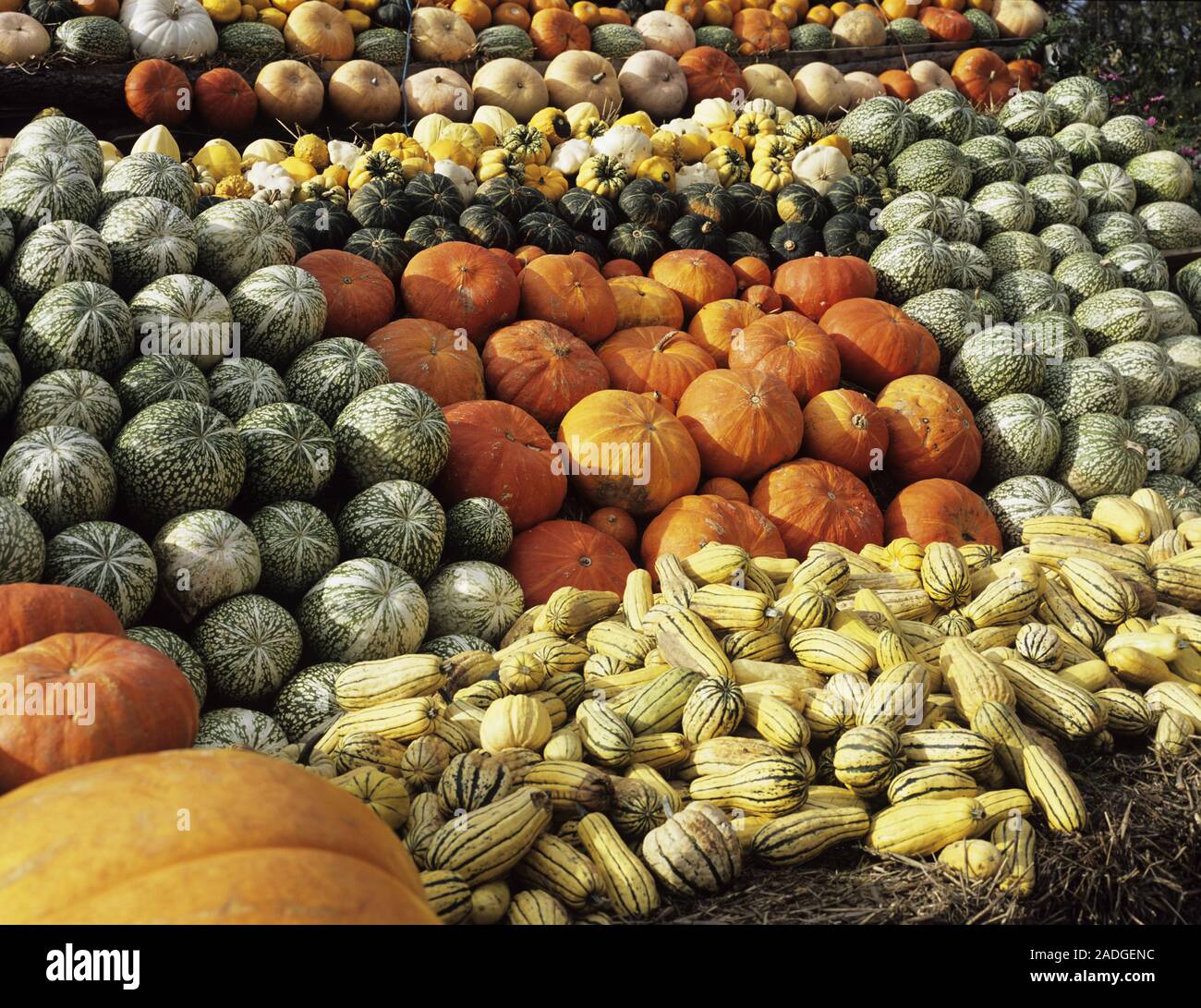 Pumpkin display. Selection of pumpkins and squashes (Cucurbita sp ...
