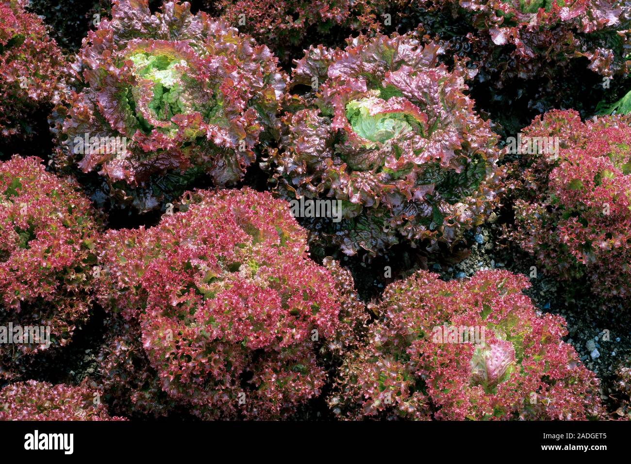 Lactuca Lollo Rosso. Red oak leaf lettuces Stock Photo - Alamy