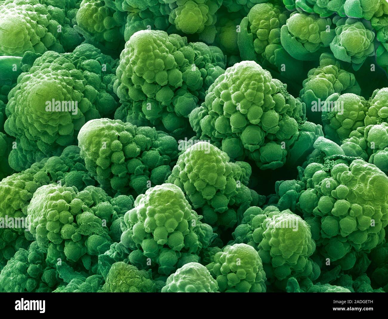 Cauliflower. Coloured scanning electron micrograph (SEM) of the head of ...
