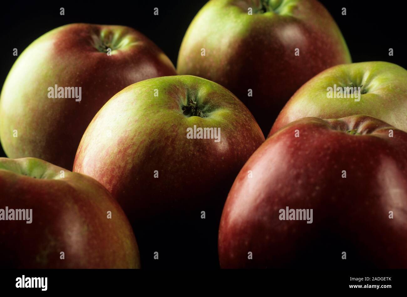 English spartan apples (Malus 'Spartan' Stock Photo - Alamy