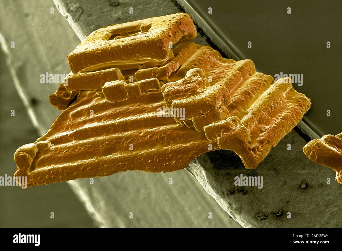 Kosher salt crystals. Coloured scanning electron micrograph (SEM) of a ...