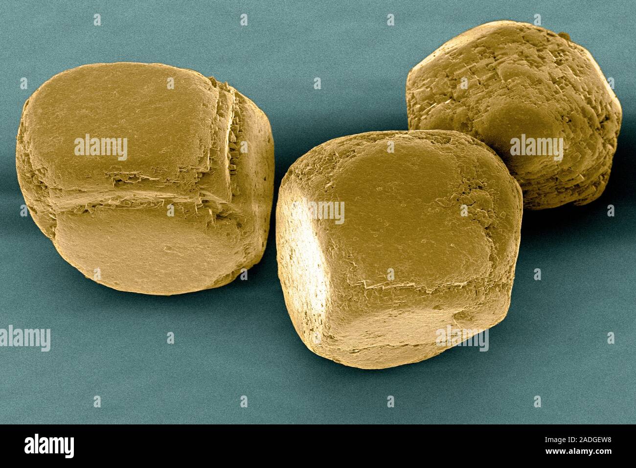 Sea salt crystals. Coloured scanning electron micrograph (SEM) of ...