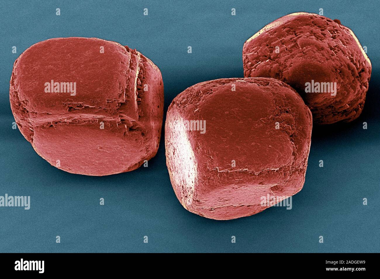 Sea salt crystals. Coloured scanning electron micrograph (SEM) of ...