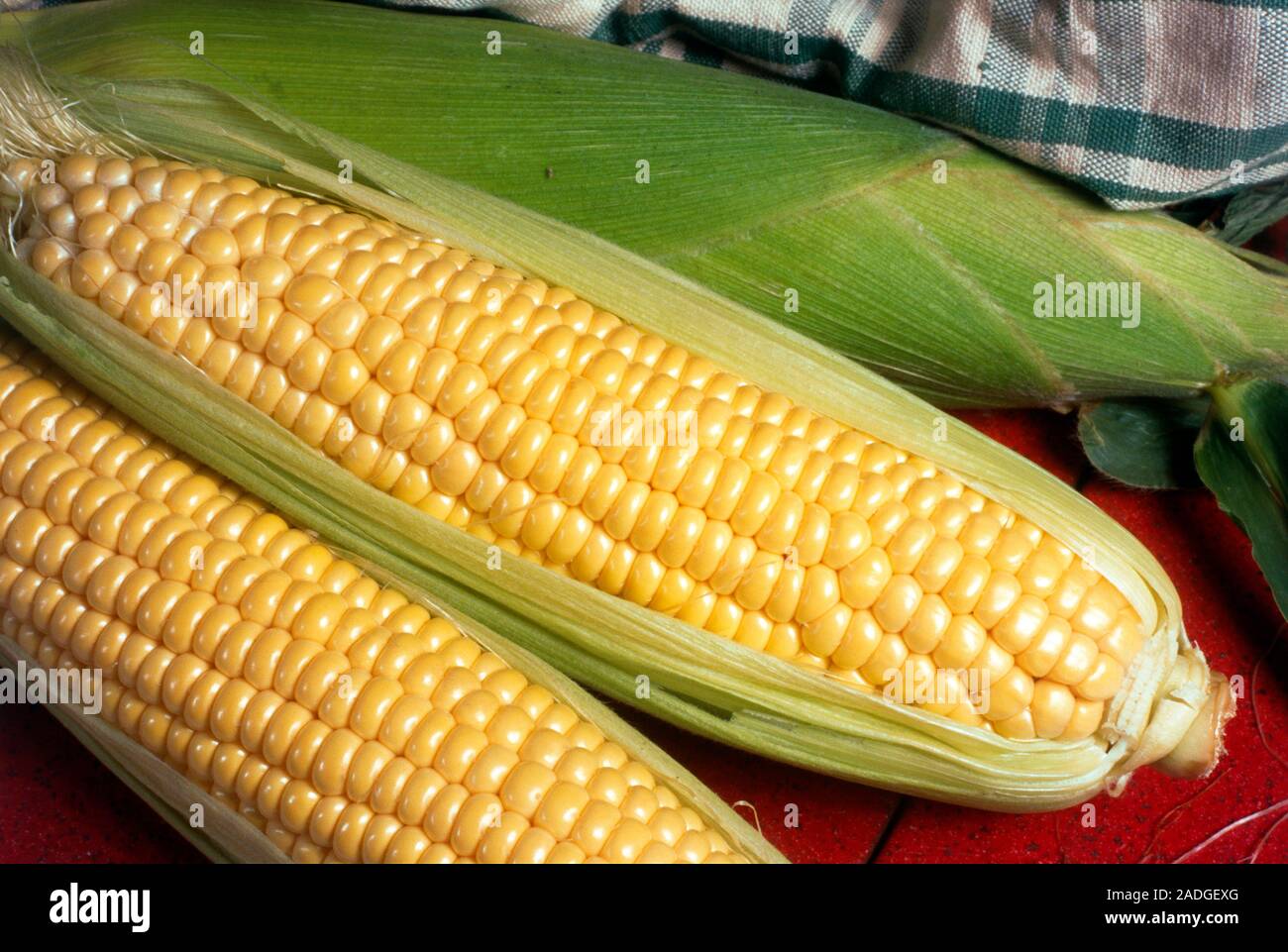 Zea Mays. Close up of corn cobs showing the edible seeds. Known also as ...