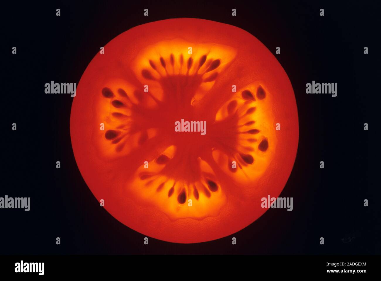 Tomato (Lycopersicon sp.) Cross-section through a tomato. Tomatoes are ...