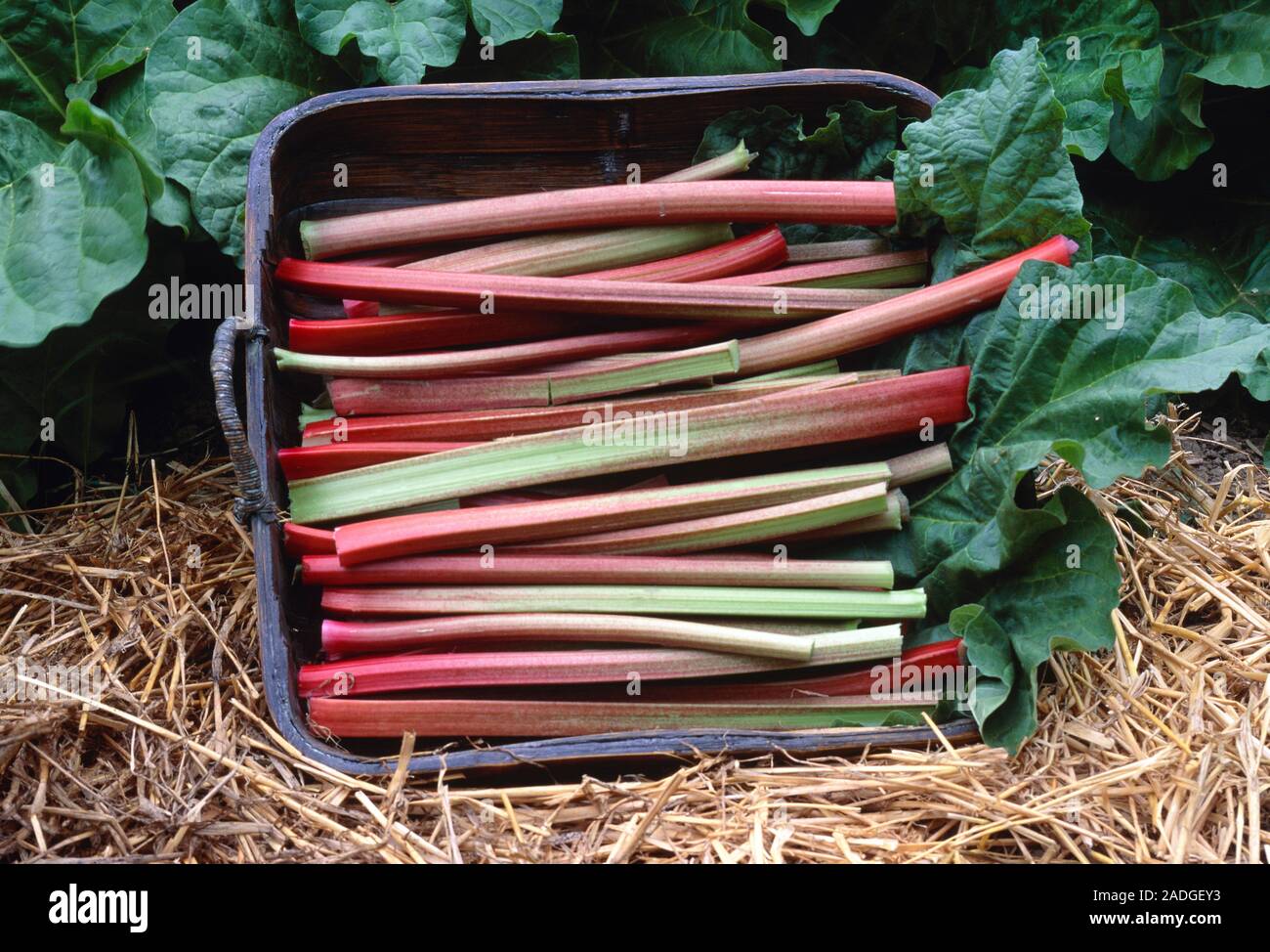 Rheum x cultorum VICTORIA. Harvest of rhubarb stalks in the vegetable ...