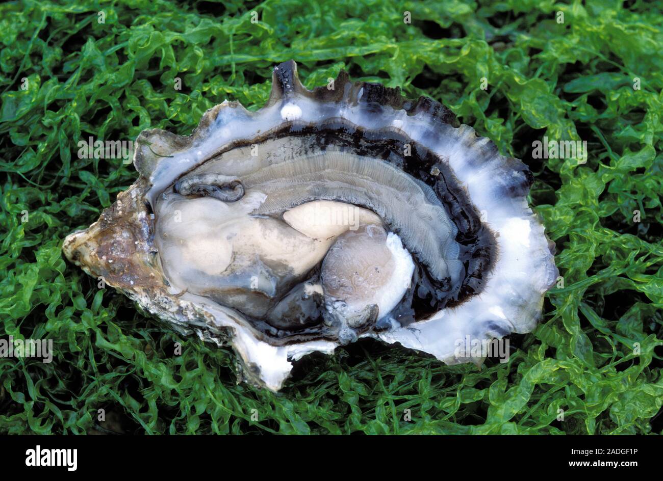 Oyster. Opened oyster in its shell and on a bed of seaweed (algae ...