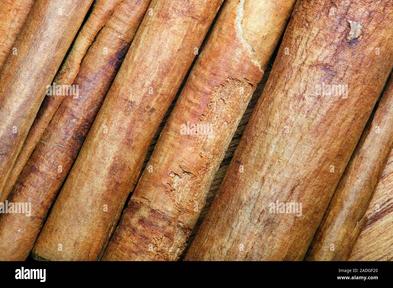 Cinnamon. These sticks are rolled up chunks of dried bark from the ...