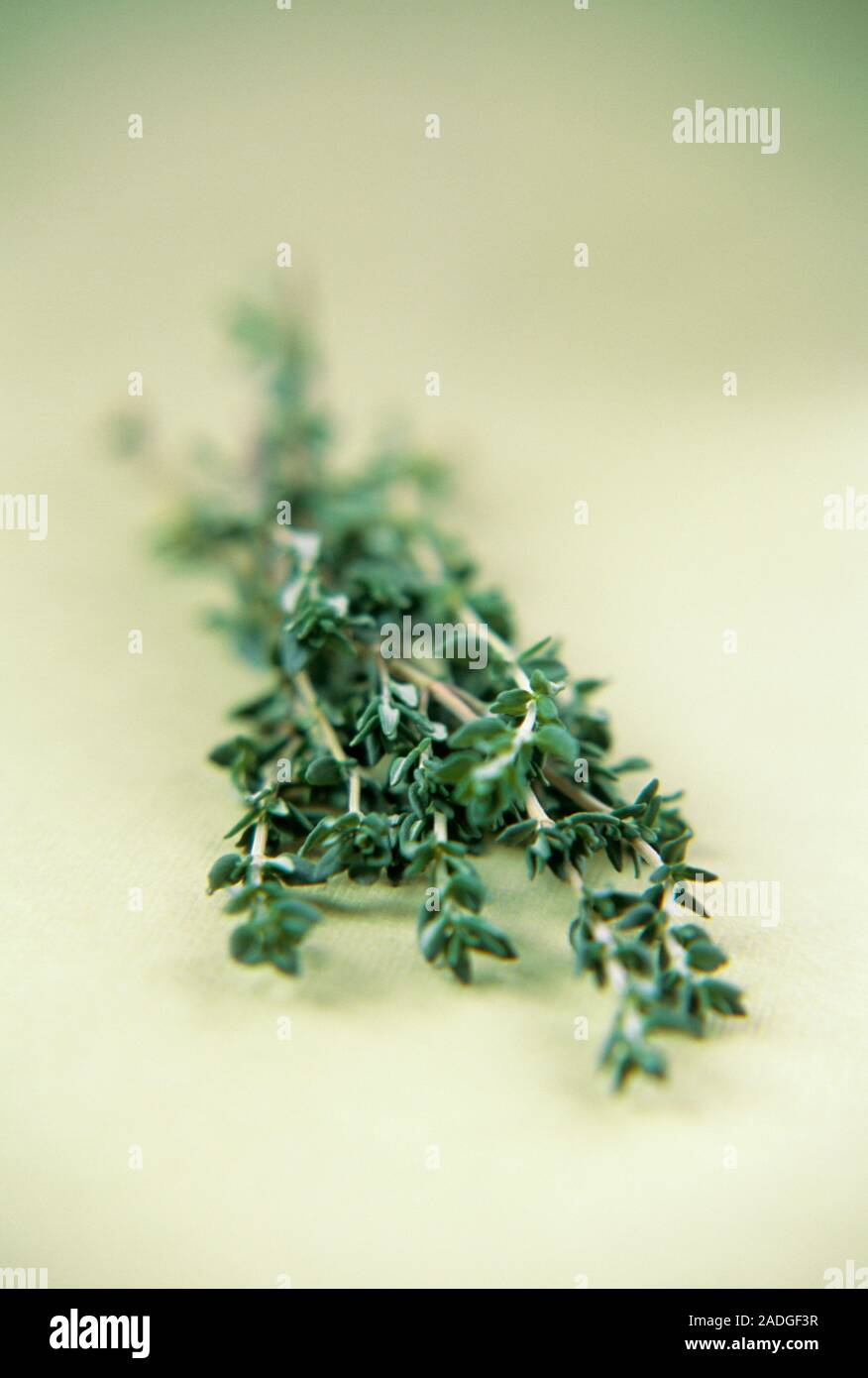 Thyme (Thymus sp.). This plant is a member of the mint (Lamiaceae ...