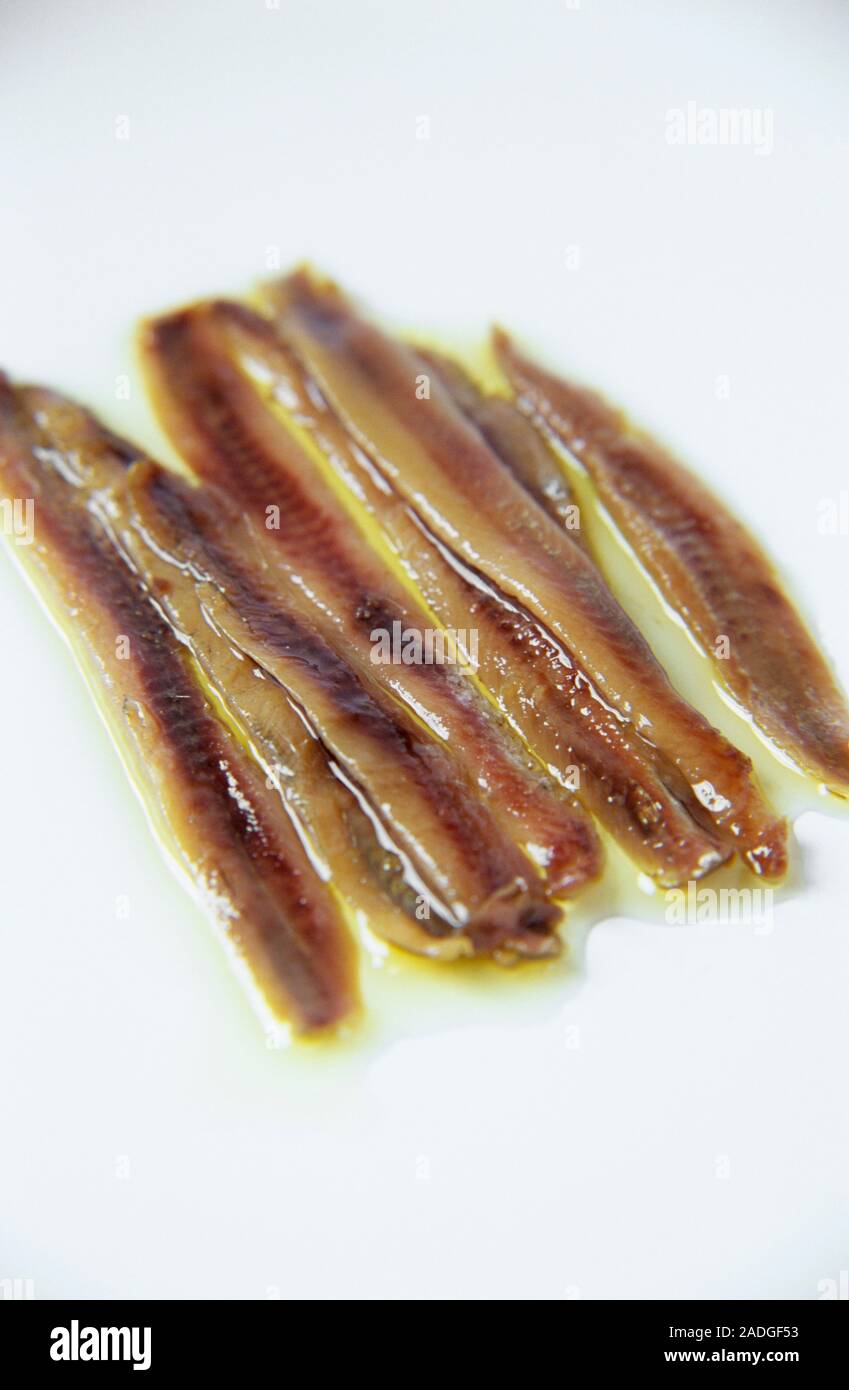 Anchovy fillets (Engraulis sp.) in olive oil Stock Photo - Alamy