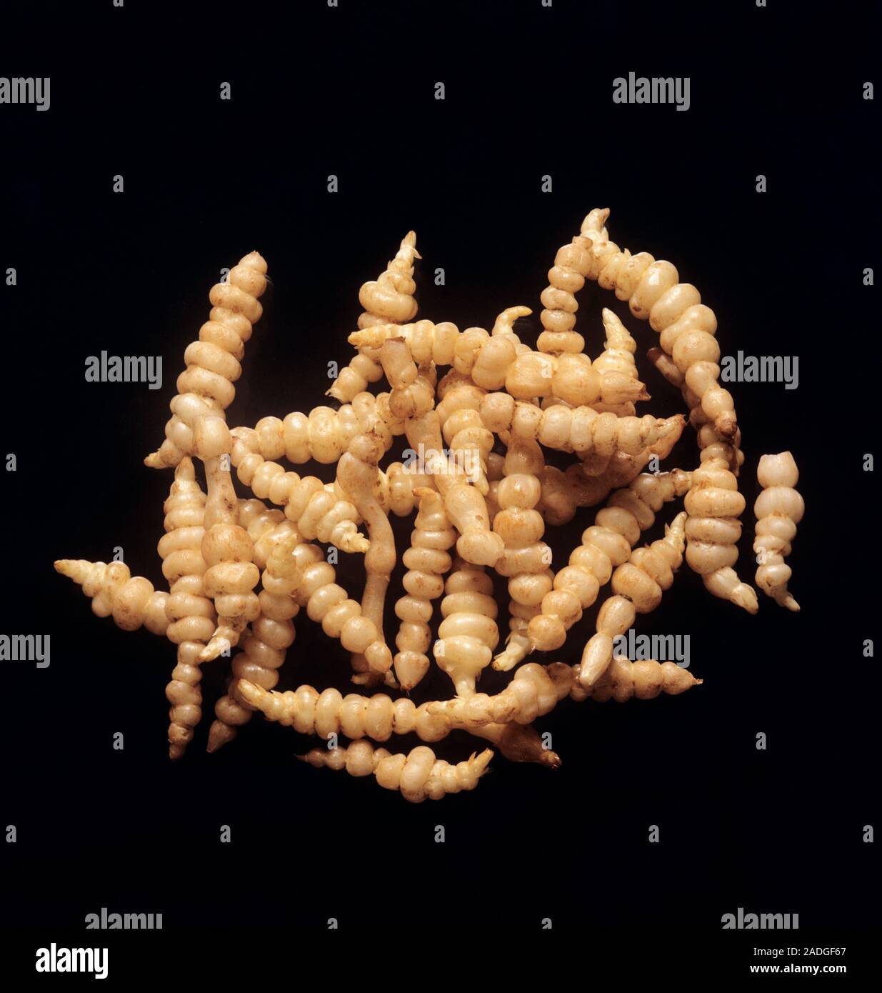 Chinese artichokes (Stachys affinis), also known as knotroot or chorogi ...