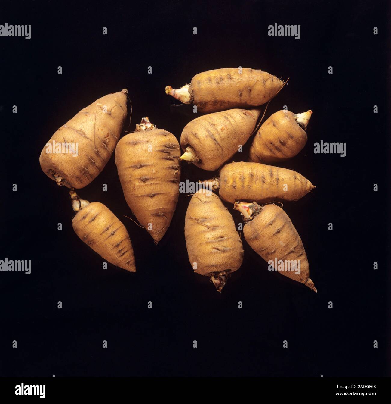 Tuberous chervil roots. Edible tuberous roots from the tuberous-rooted ...