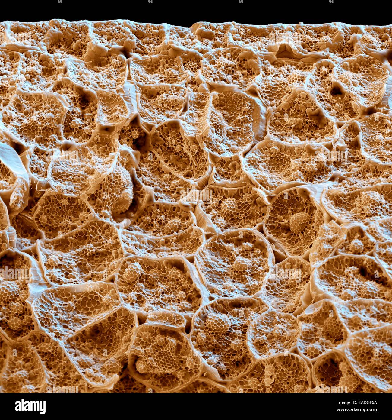 Almond nut. Coloured scanning electron micrograph (SEM) of a freeze ...