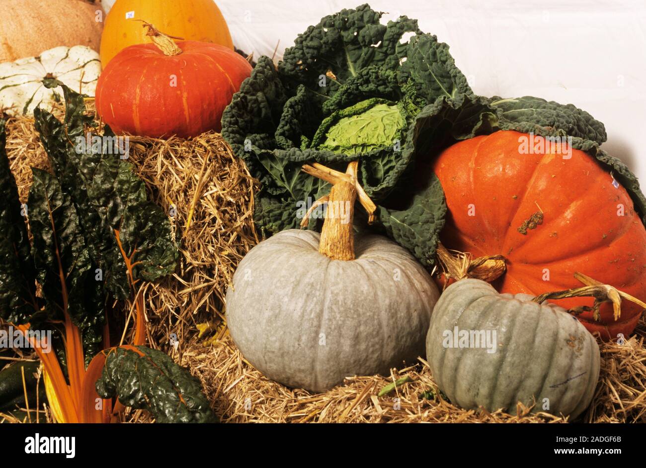 Pumpkins. Assorted ancient varieties of pumpkins and other vegetables ...