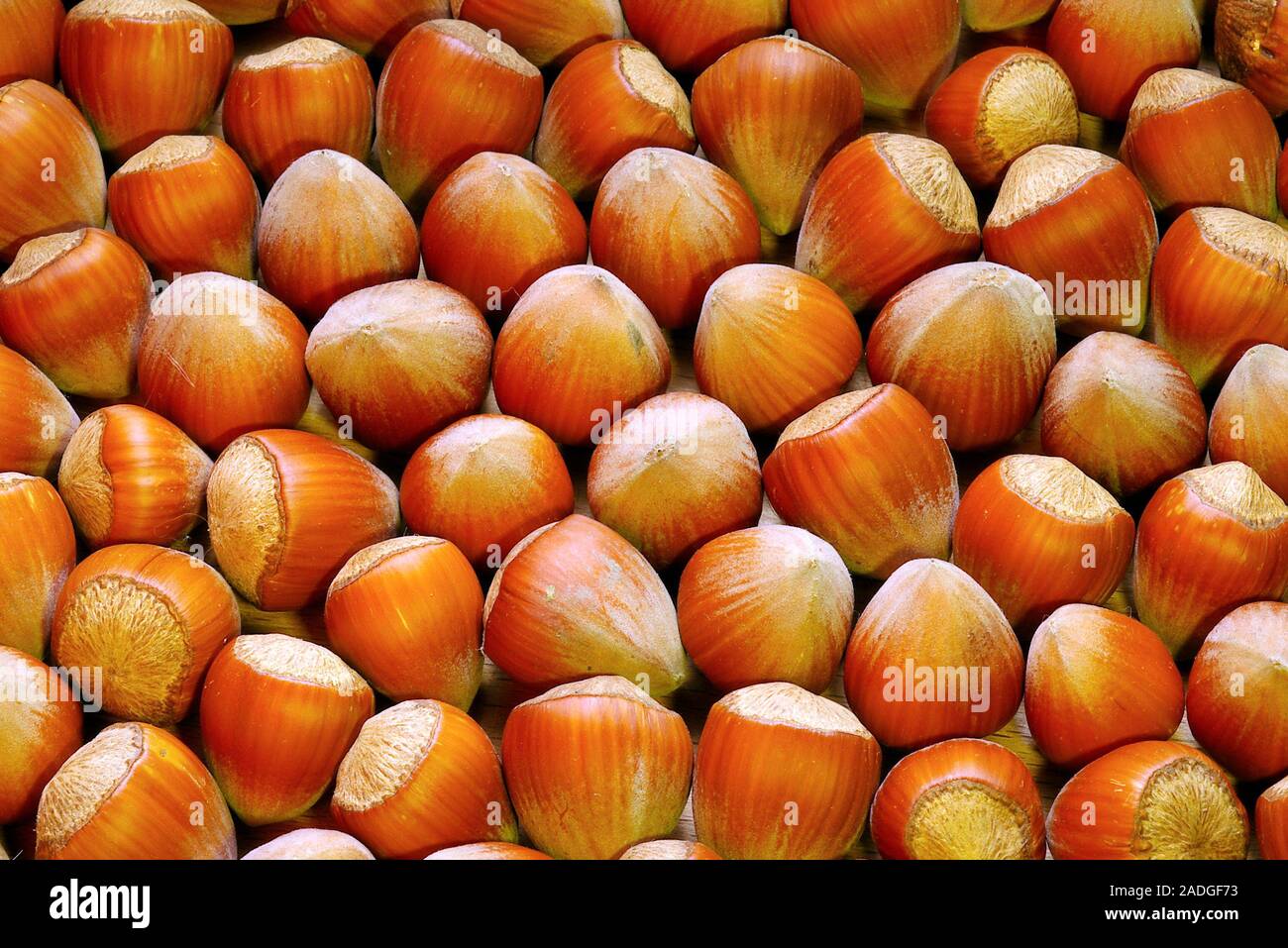 Hazelnuts (Corylus sp.). Hazelnuts are a good source of protein ...