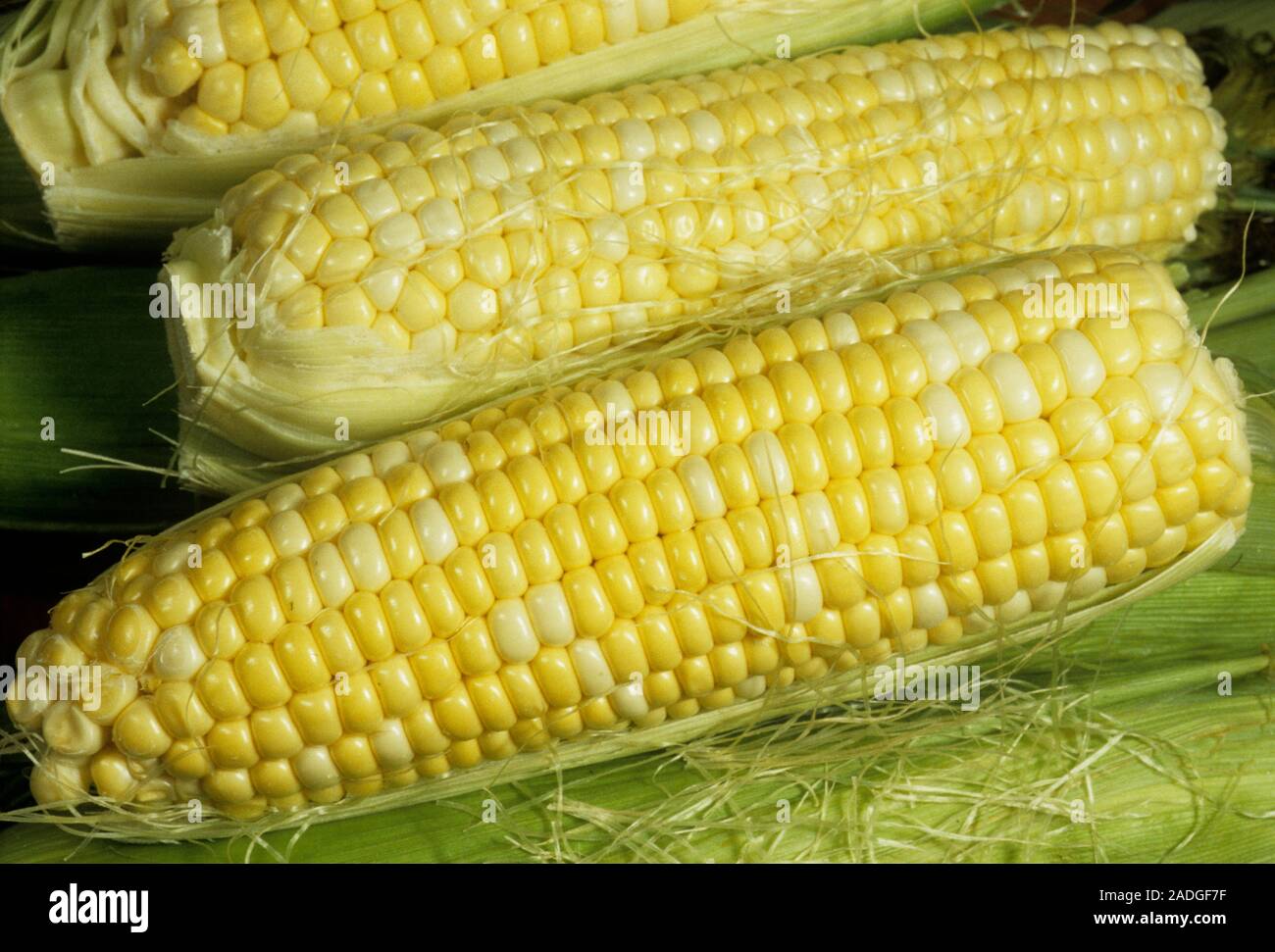Sweetcorn (Zea mays). Sweetcorn is high in sugars and contains useful ...