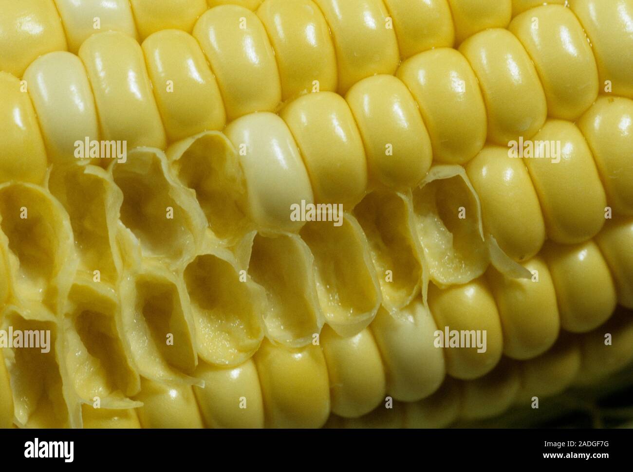 Sweetcorn grains (Zea mays). Sweetcorn is high in sugars and contains ...
