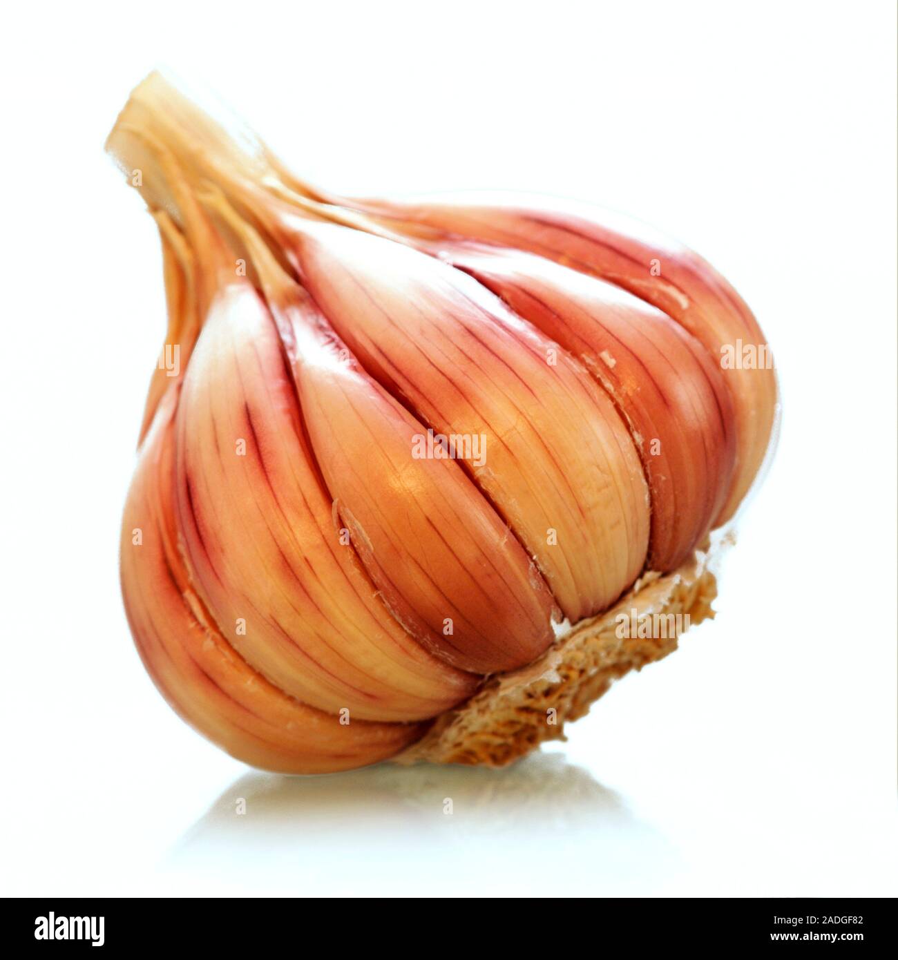 Garlic (Allium sativum) bulb Stock Photo - Alamy