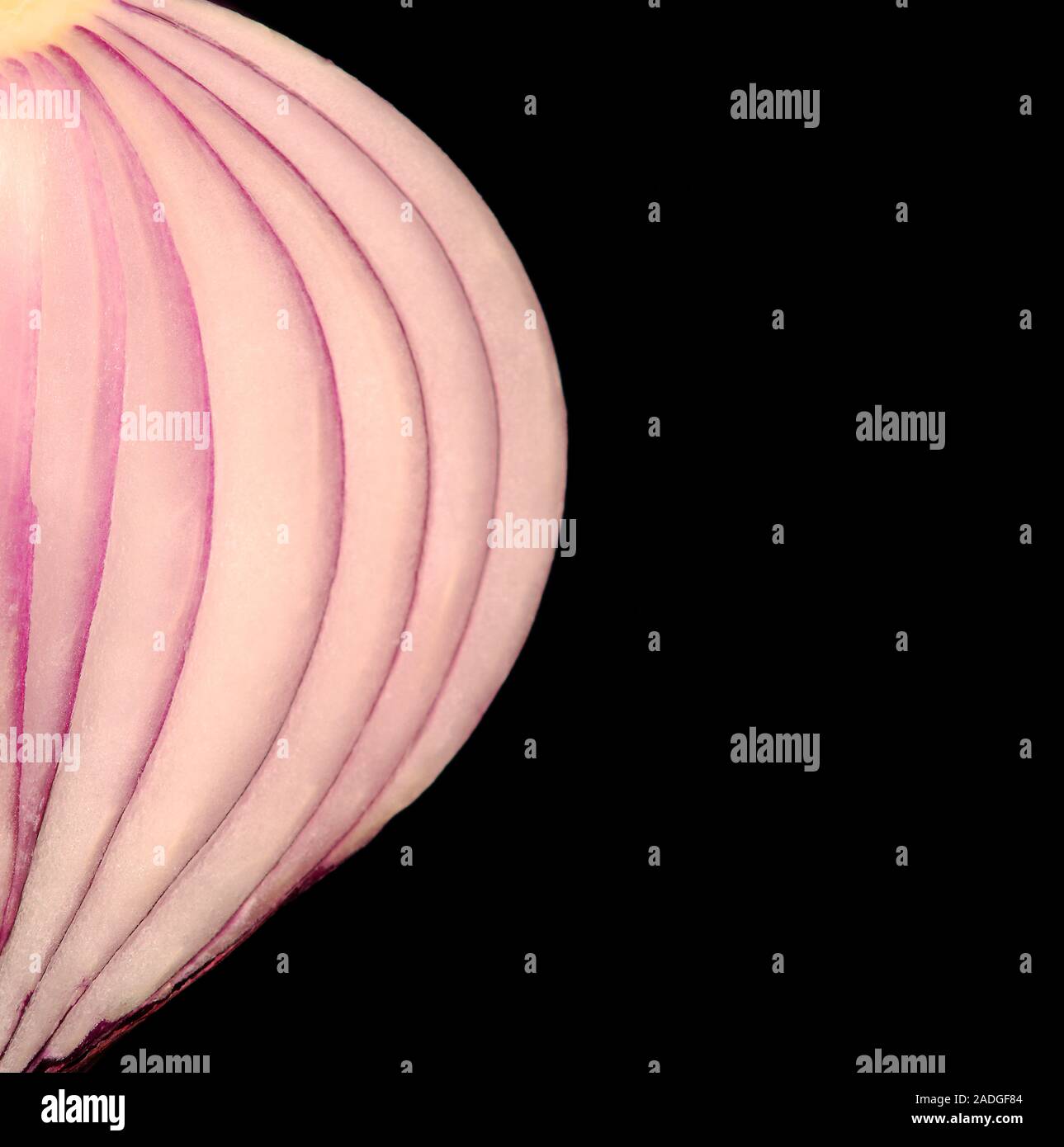 Red onion (Allium Cepa) segment cut vertically in half to show its ...