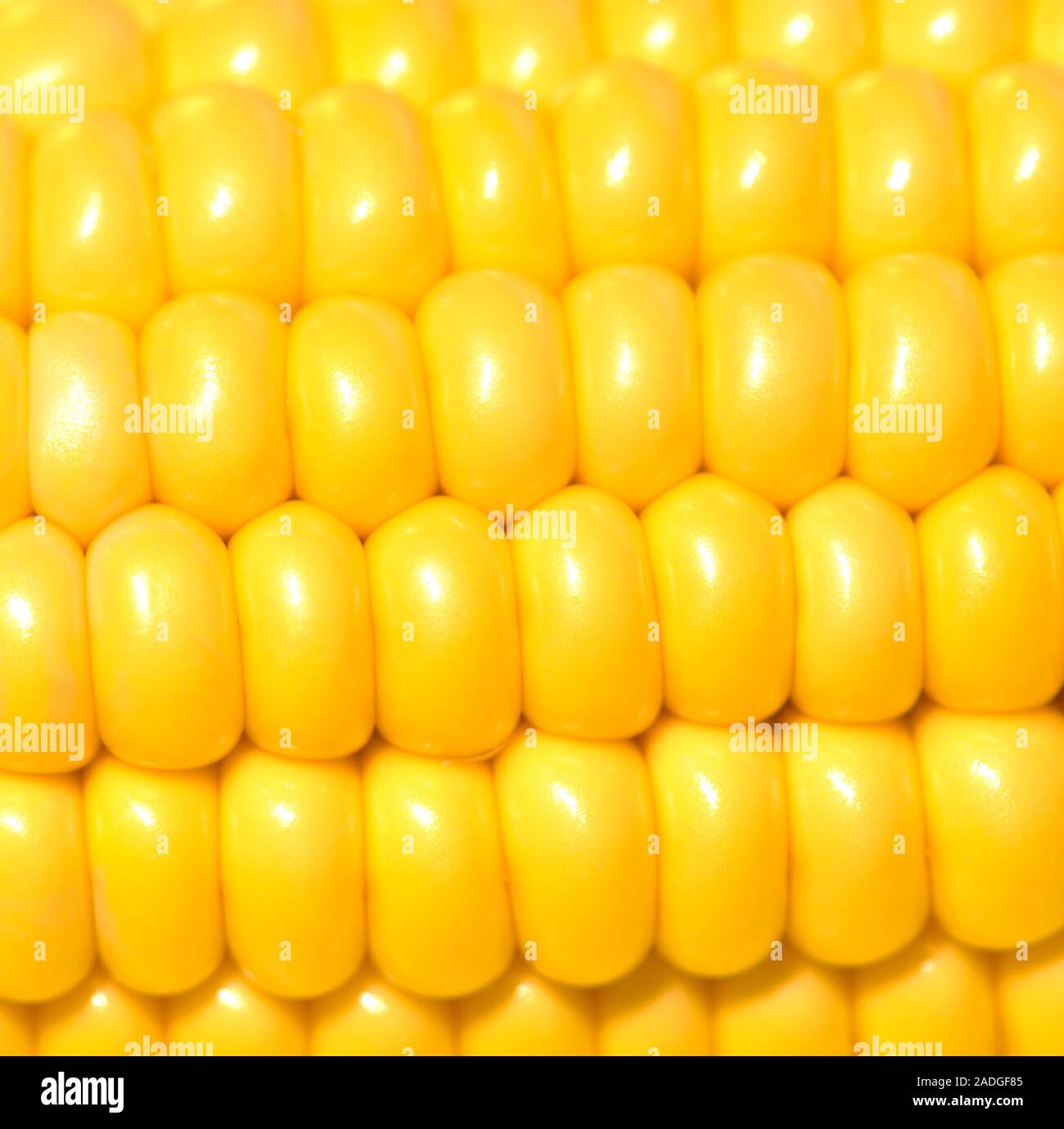 Sweetcorn (Zea mays). Close up of ripened sweetcorn on the cob Stock ...