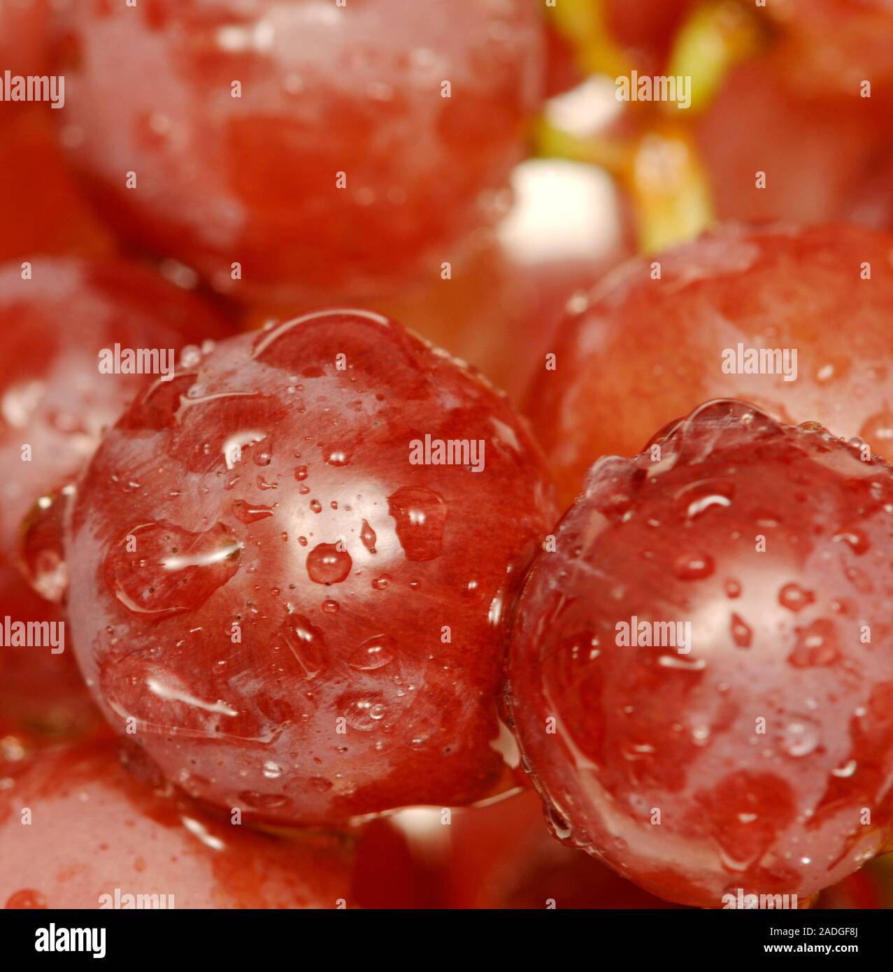 Red grapes (Vitis sp) covered in droplets of water Stock Photo - Alamy