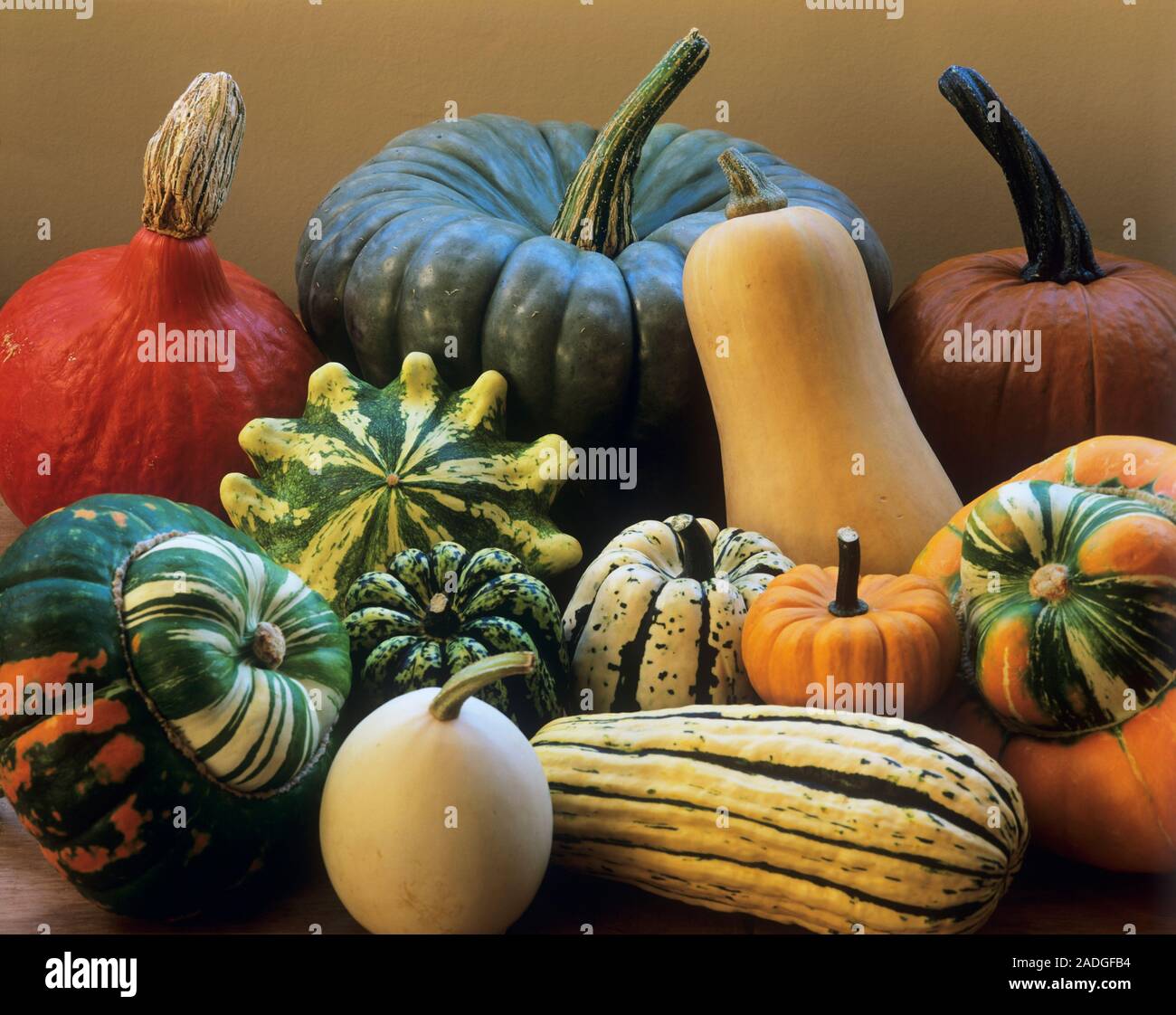 Ornamental gourds. Assorted pumpkin and squashes (Cucurbita sp.) grown ...
