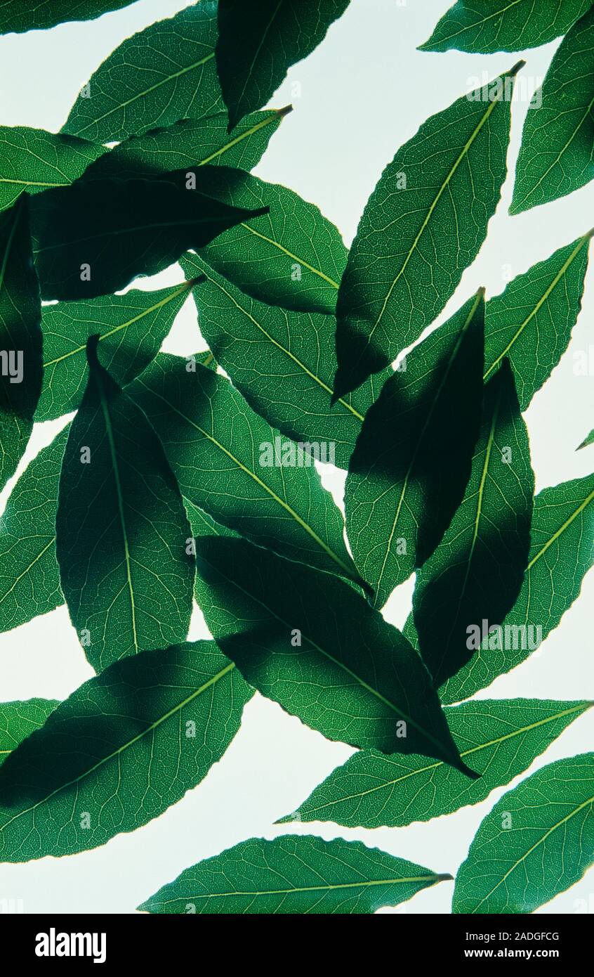 Bay leaves (Laurus nobilis). Bay is used as a culinary herb Stock Photo ...
