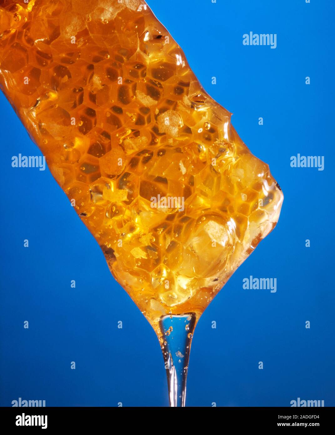 Honey flowing from its honeycomb. Honey is a sweet solution of sugars ...