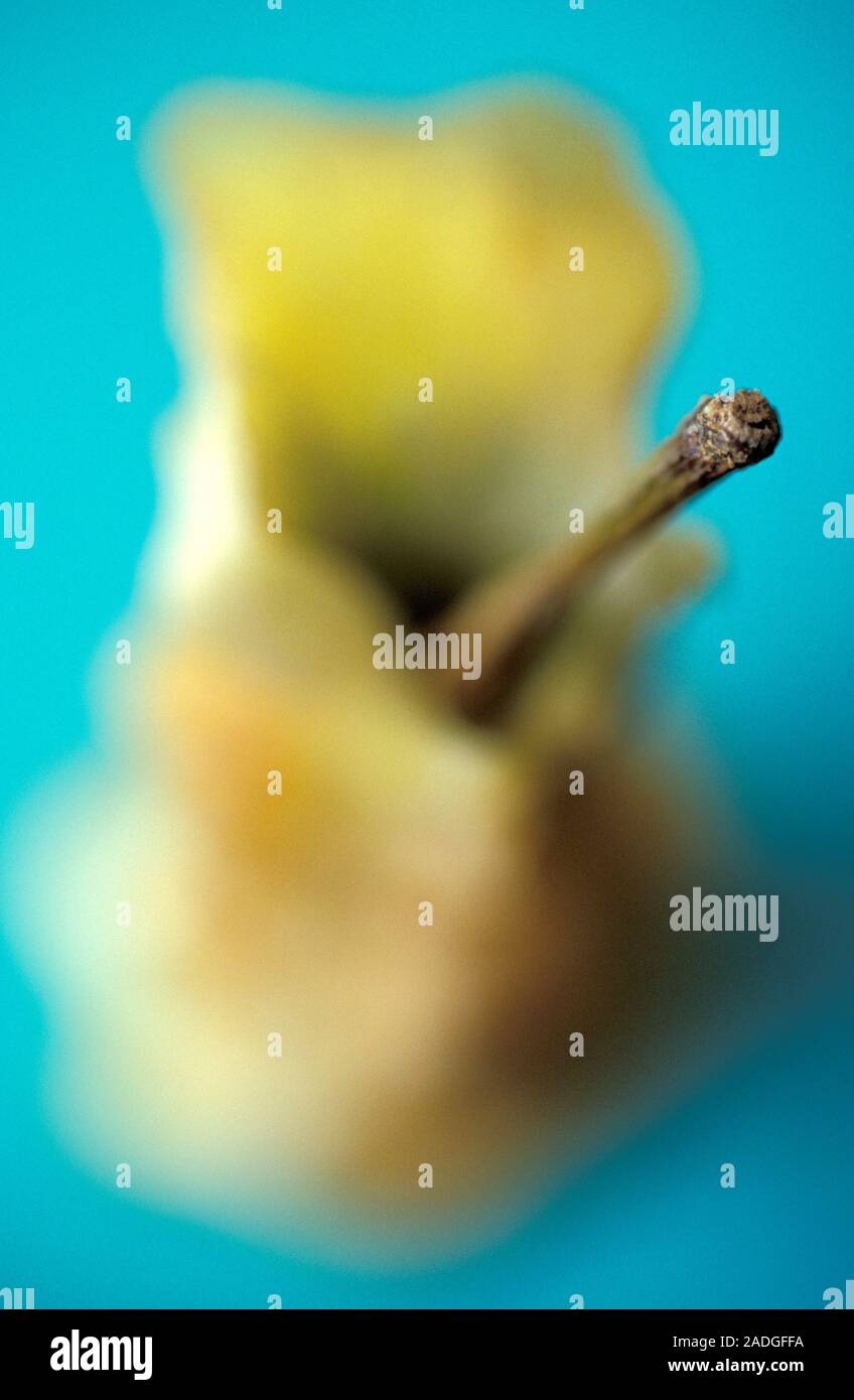 Apple core. Remains of an apple core with a stalk. Apples are a good ...