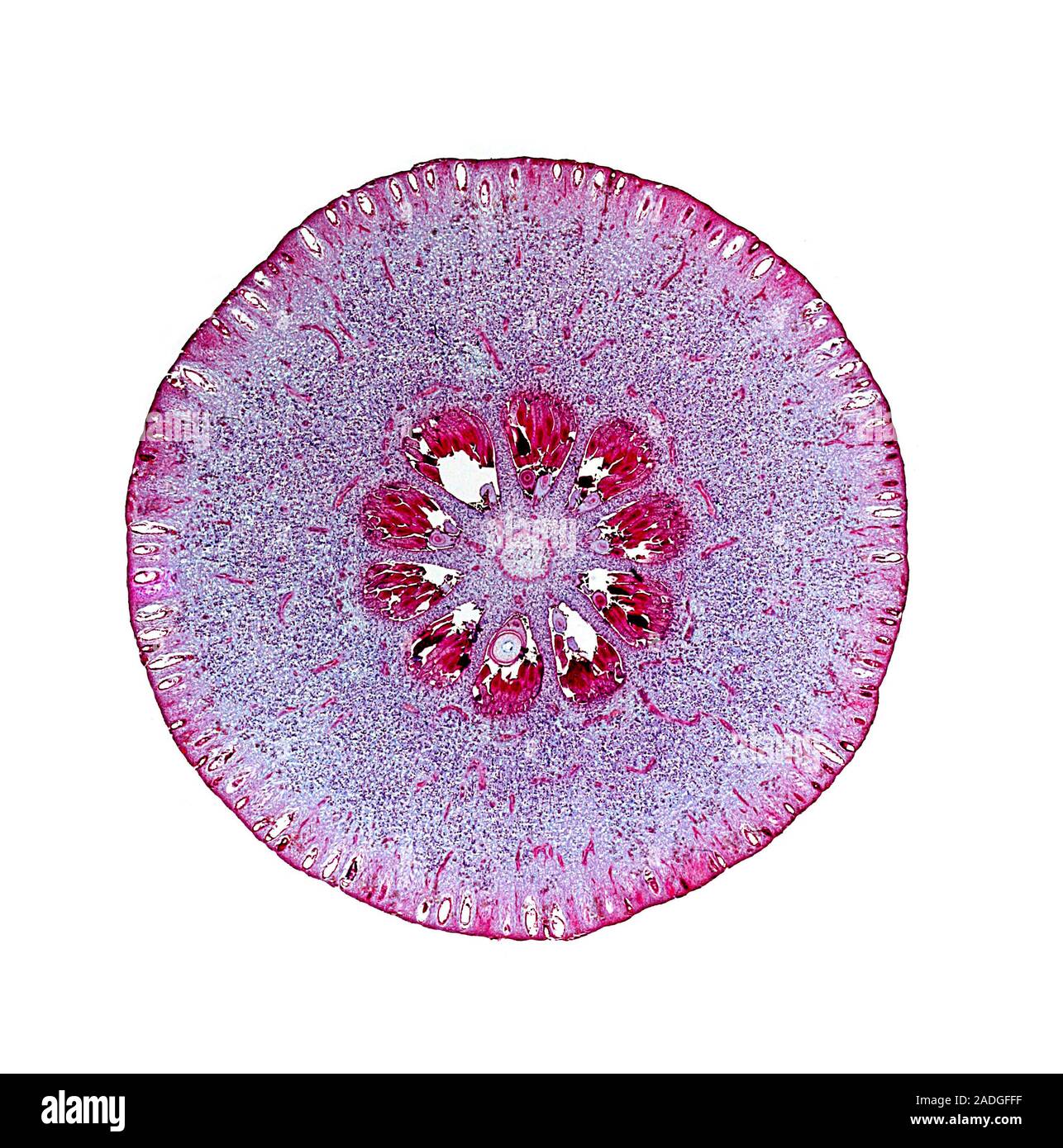Cross-section through a lemon. Light micrograph of cross- section of a ...