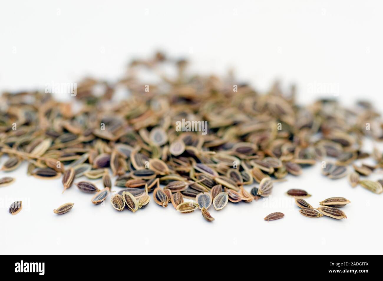 Dill seeds (Anethum graveolens Stock Photo - Alamy