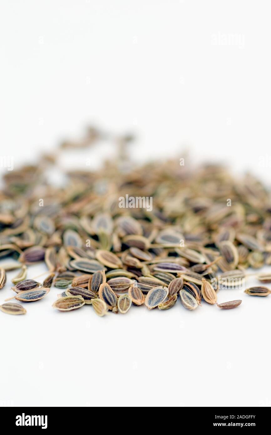 Dill seeds (Anethum graveolens Stock Photo - Alamy