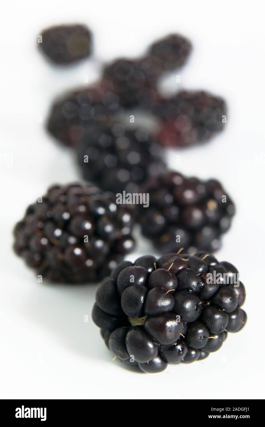 Blackberries (Rubus sp Stock Photo - Alamy