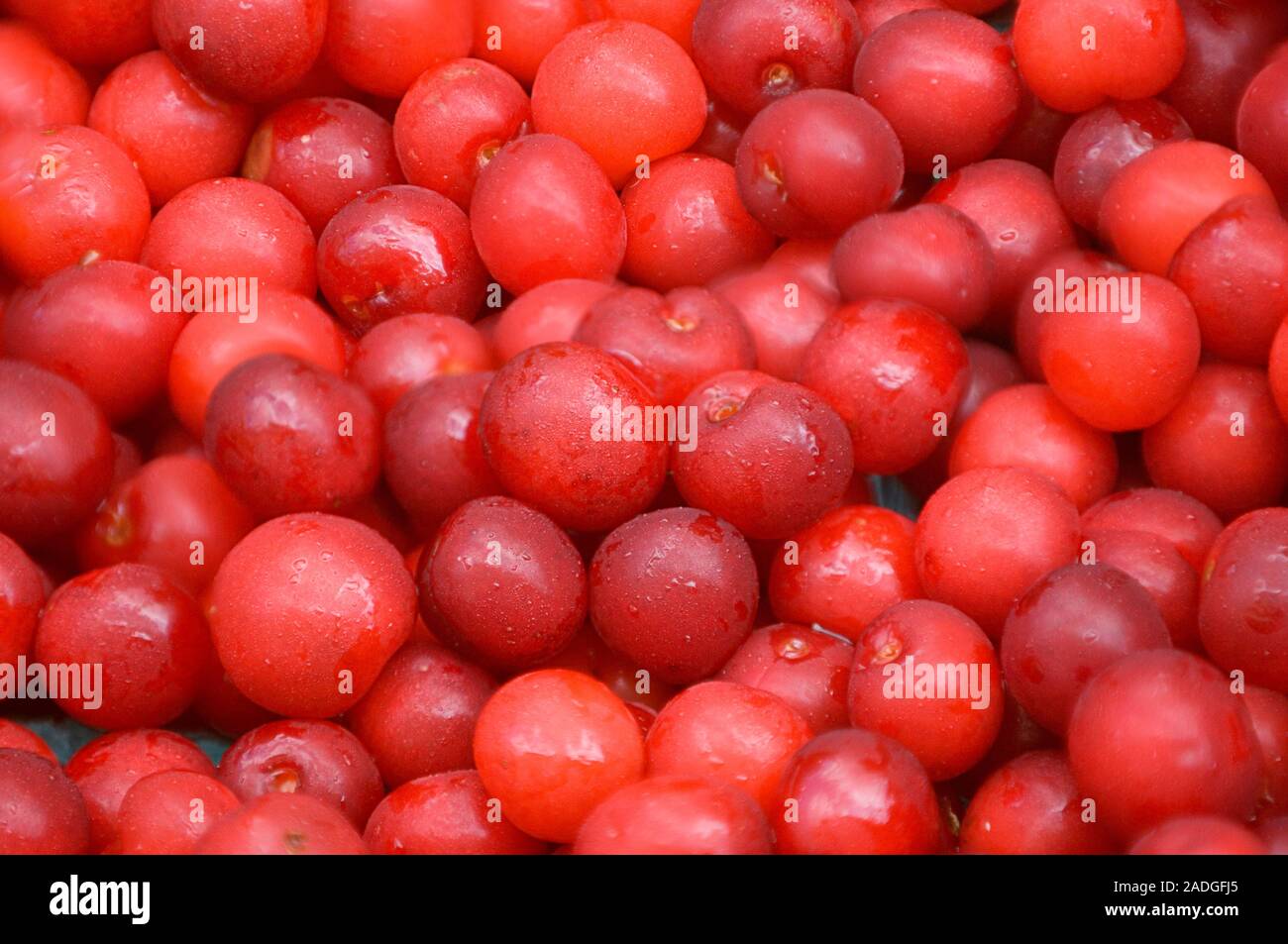 Sour cherries (Prunus cerasus) fruits. This species of cherry is native ...