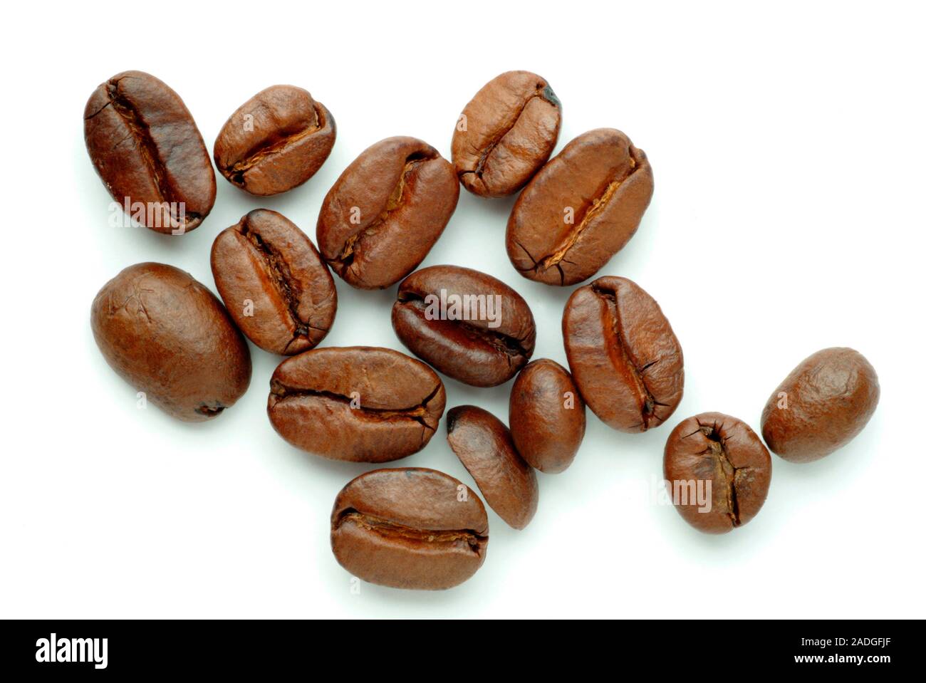 Coffee beans. These roasted seeds of the coffee plant (Coffea sp ...