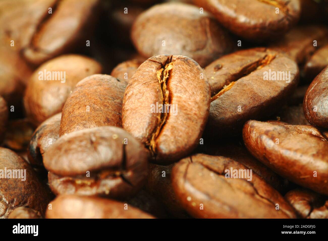 Coffee beans. These roasted seeds of the coffee plant (Coffea sp ...