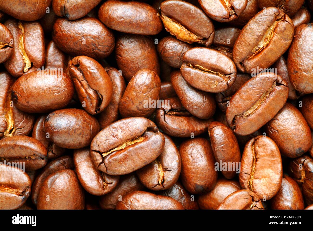 Coffee beans. These roasted seeds of the coffee plant (Coffea sp ...