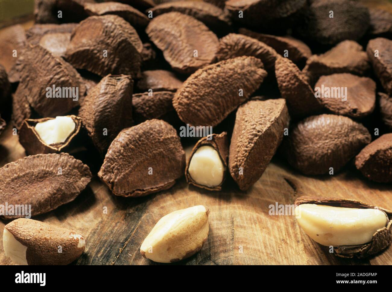 Brazil nuts (Bertholletia excelsa Stock Photo - Alamy