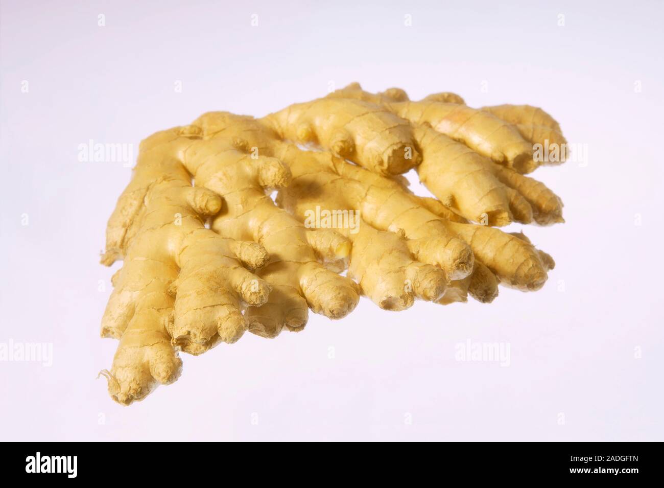 Ginger root (Zingiber officinale Stock Photo - Alamy