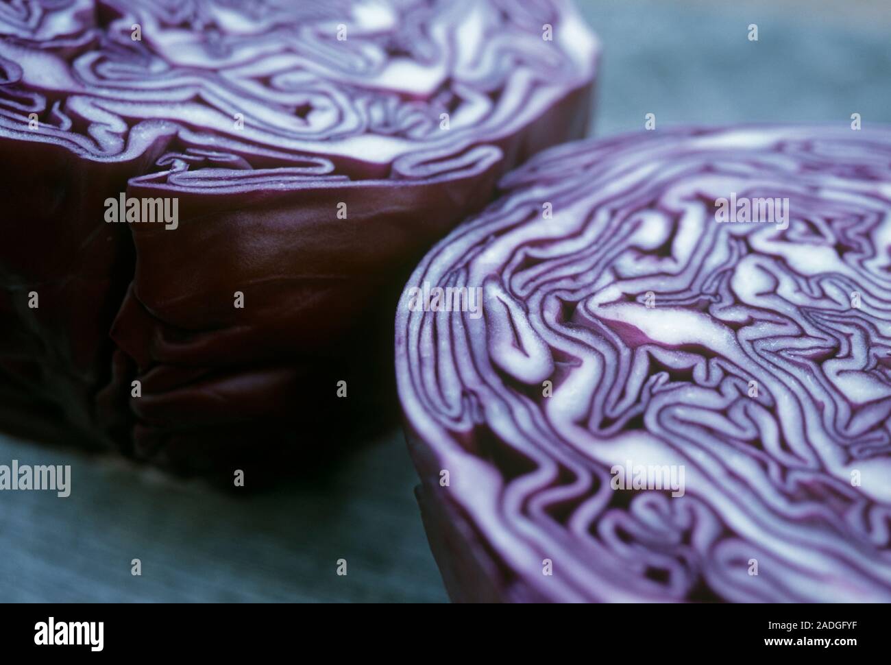 Halved red cabbage (Brassica oleracea 'Red Drumhead' Stock Photo - Alamy